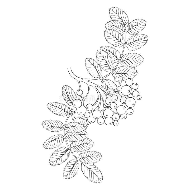 Vector Drawing Branch of Rowan Tree Stock Vector - Illustration of ...