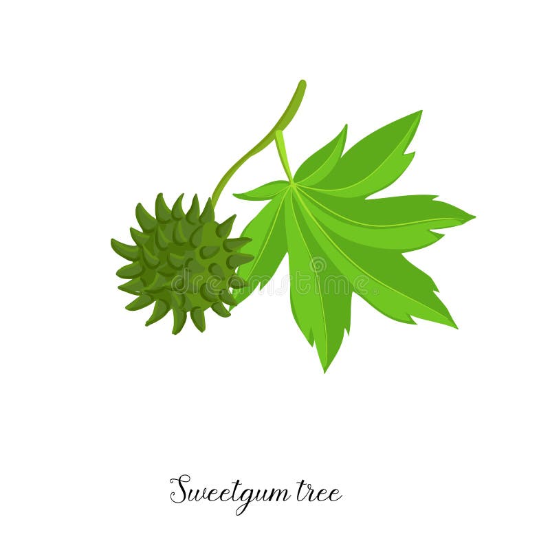 Vector Drawing Branch of Sweetgum Tree Stock Vector - Illustration of ...