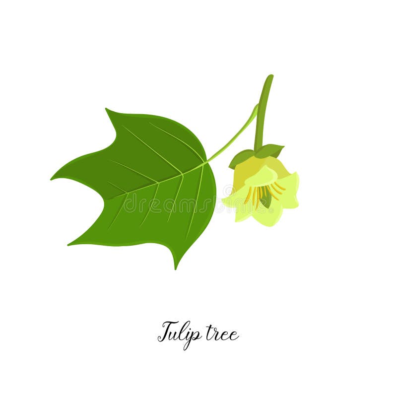 Tulip Tree Stock Illustrations – 15,667 Tulip Tree Stock Illustrations ...