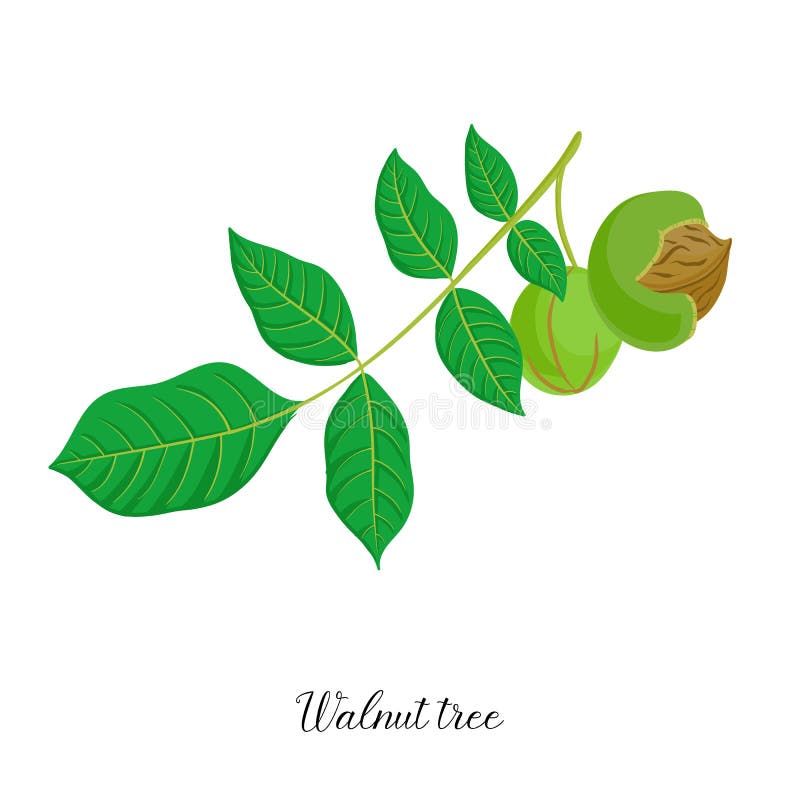 1,233,000+ Walnut tree botanical drawing Free Stock Photos ...
