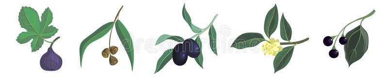 Camphor Tree Stock Illustrations – 173 Camphor Tree Stock Illustrations ...