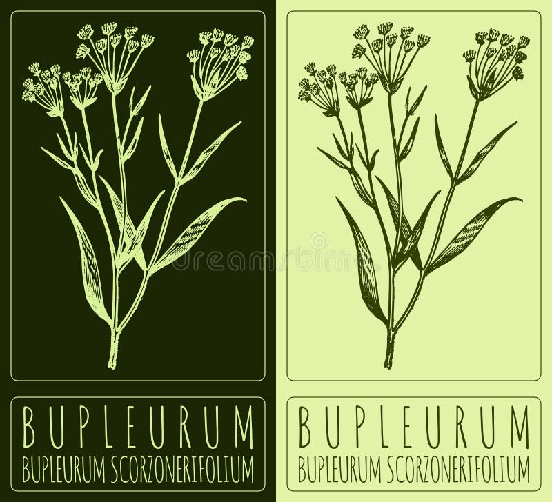 Vector Drawing BUPLEURUM. Hand Illustration Stock Vector - Illustration ...