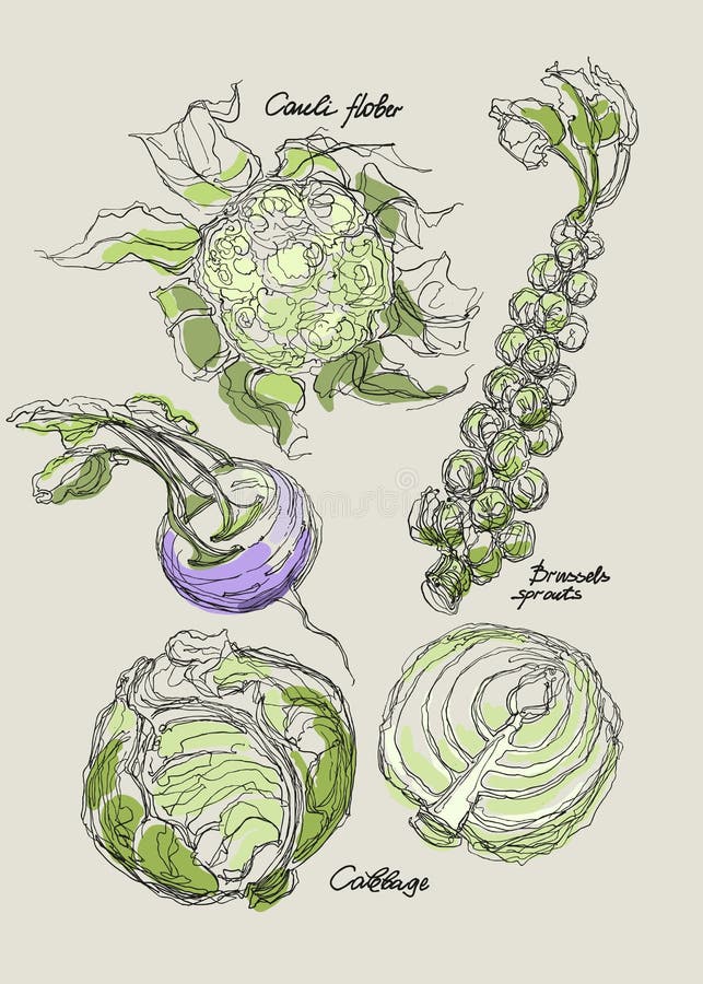 Vector Drawing of Cabbage Set Stock Vector - Illustration of juicy ...