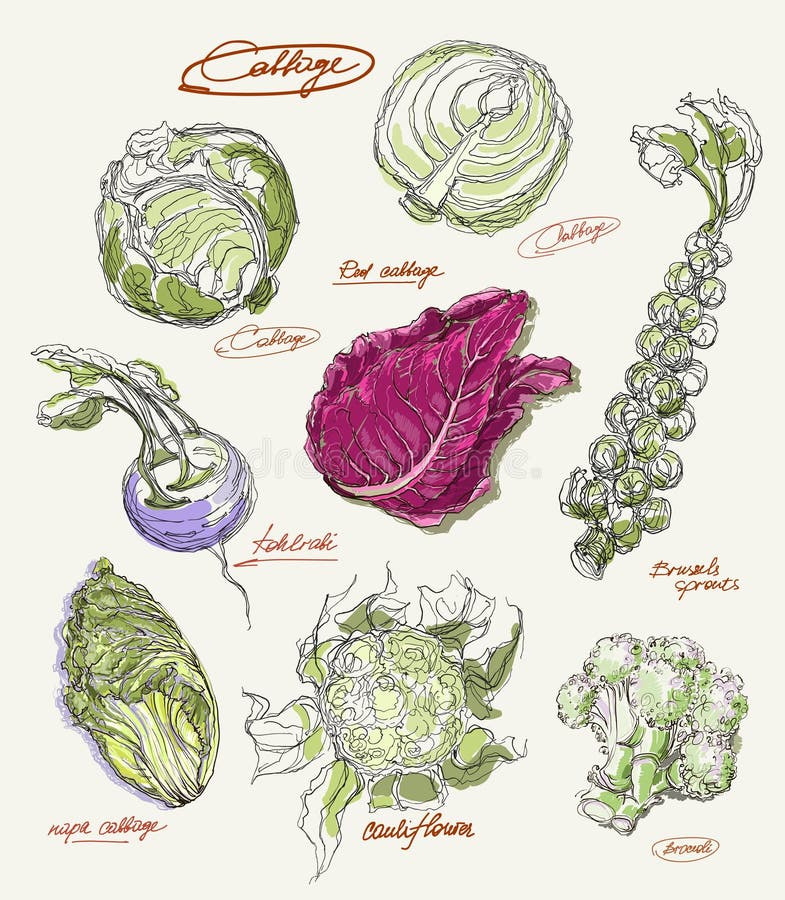 Vector Drawing of Cabbage Set Stock Vector - Illustration of broccoli ...