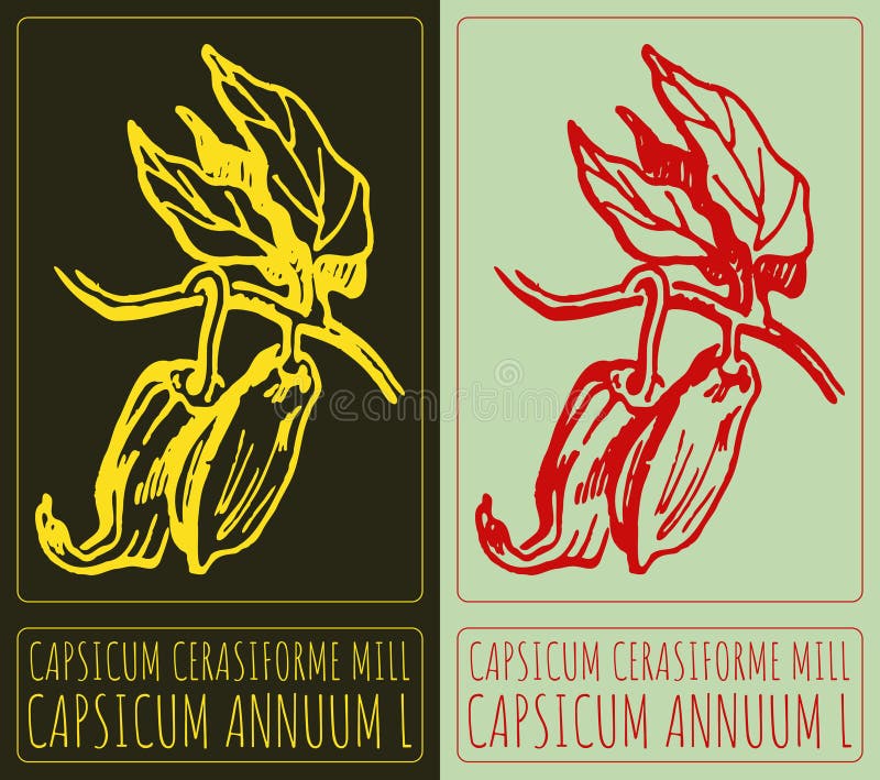 Vector Drawing CAPSICUM CERASIFORME MILL. Hand Drawn Illustration Stock ...