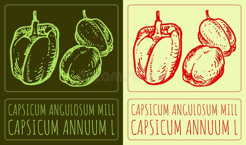 Annuum L Stock Illustrations – 4 Annuum L Stock Illustrations, Vectors ...