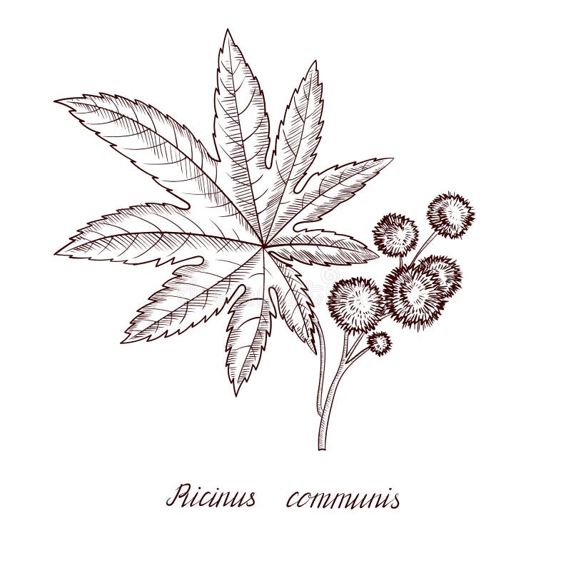 Vector Drawing Castor Plant Stock Vector - Illustration of medical ...