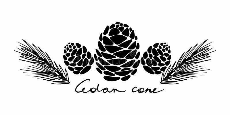 Vector Drawing of Cedar Cones and Cedar Branches Stock Vector ...
