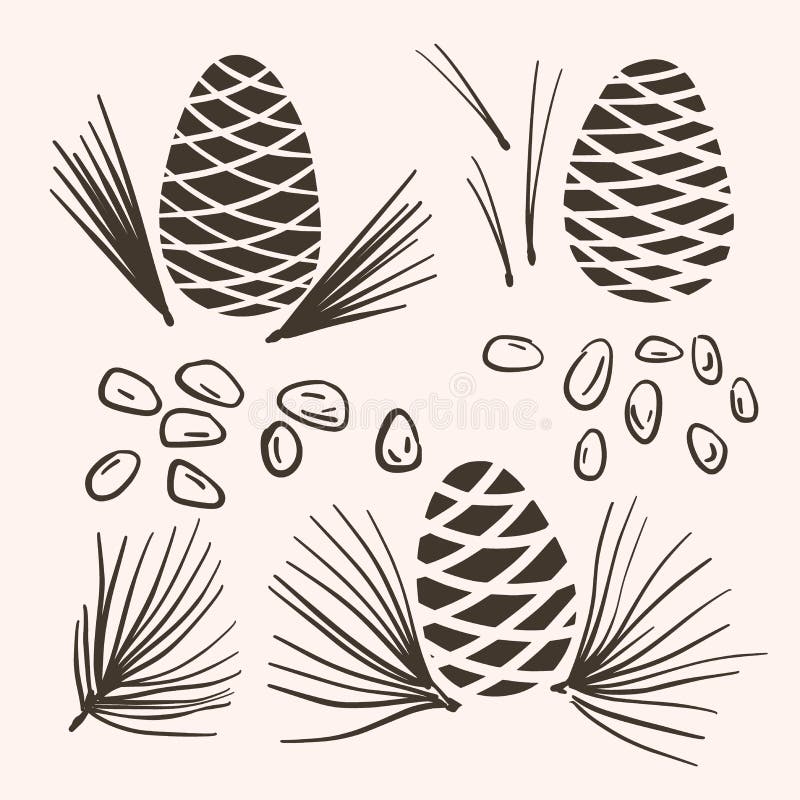 Vector Drawing of a Cedar Cone Stock Vector - Illustration of element ...