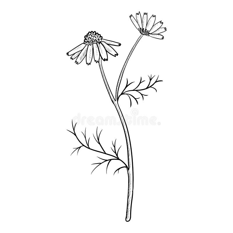 Chamomilla Vector Sketch Botanical Herb Spice Stock Vector ...