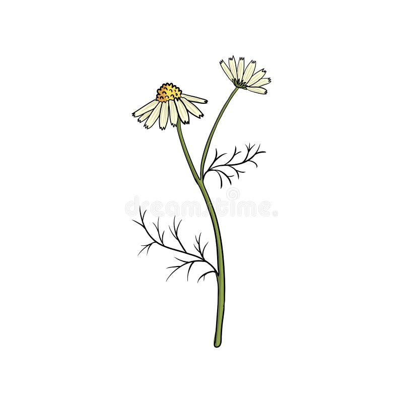Ink drawing chamomile stock vector. Illustration of flowers - 36642936