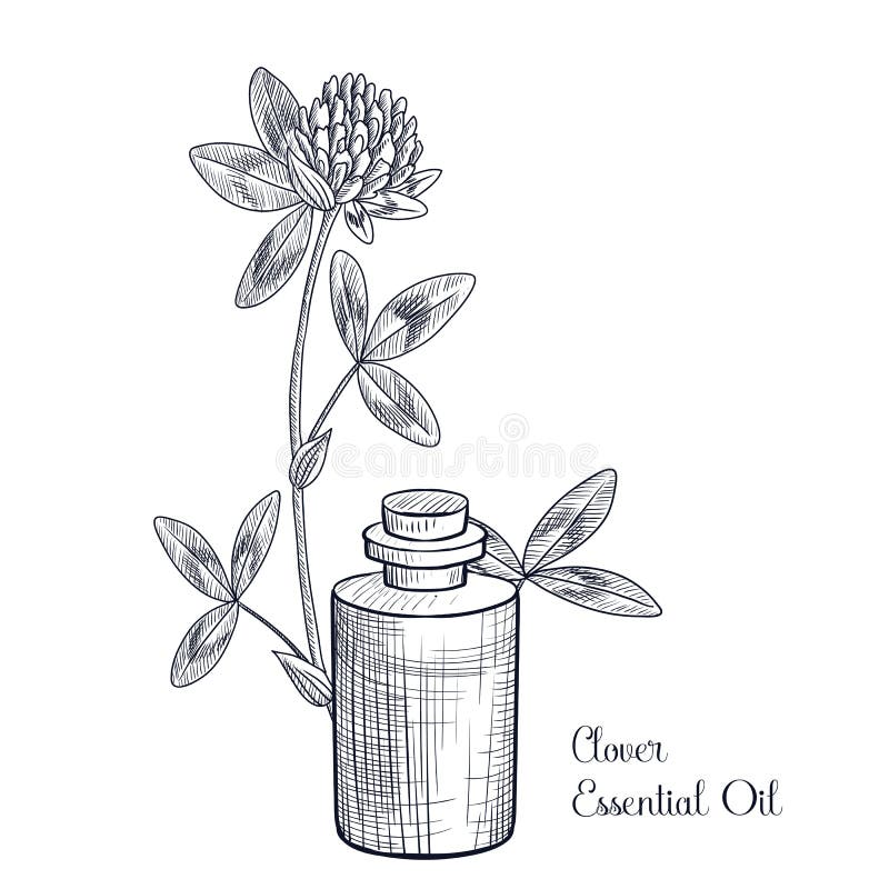 Vector Drawing Clover Essential Oil Stock Illustration - Illustration ...