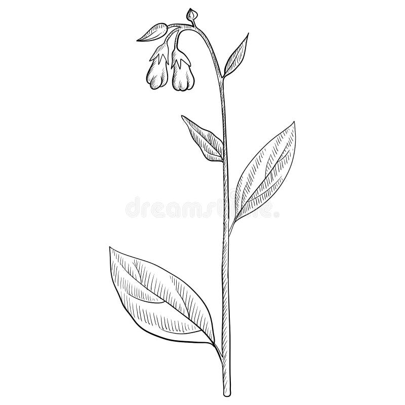 Comfrey Flower Stock Illustrations – 79 Comfrey Flower Stock ...
