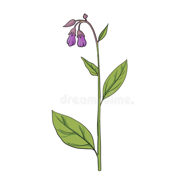 Comfrey stock illustration. Illustration of botanical - 62656125