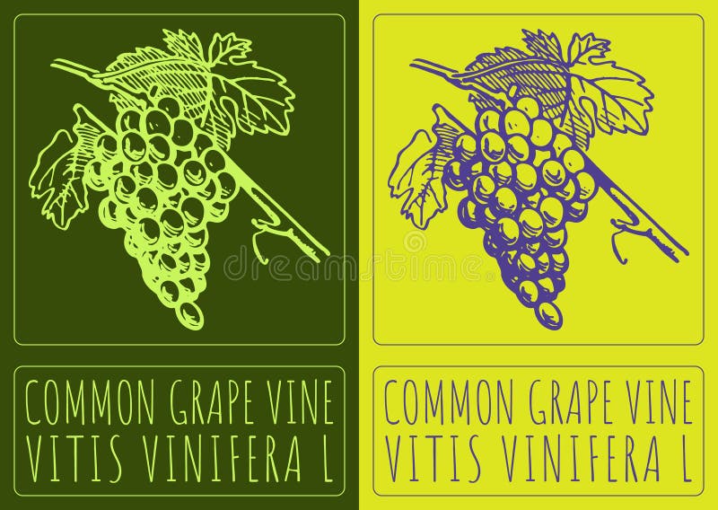 Vector Drawing COMMON GRAPE VINE. Hand Drawn Illustration Stock Vector ...