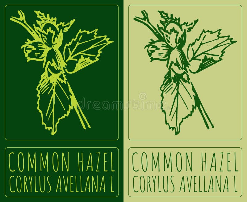 Avellana L Stock Illustrations – 4 Avellana L Stock Illustrations ...