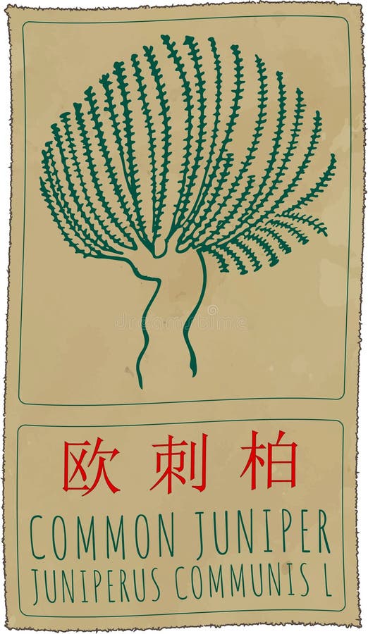 Juniper Tree Illustration Stock Illustrations – 2,452 Juniper Tree ...