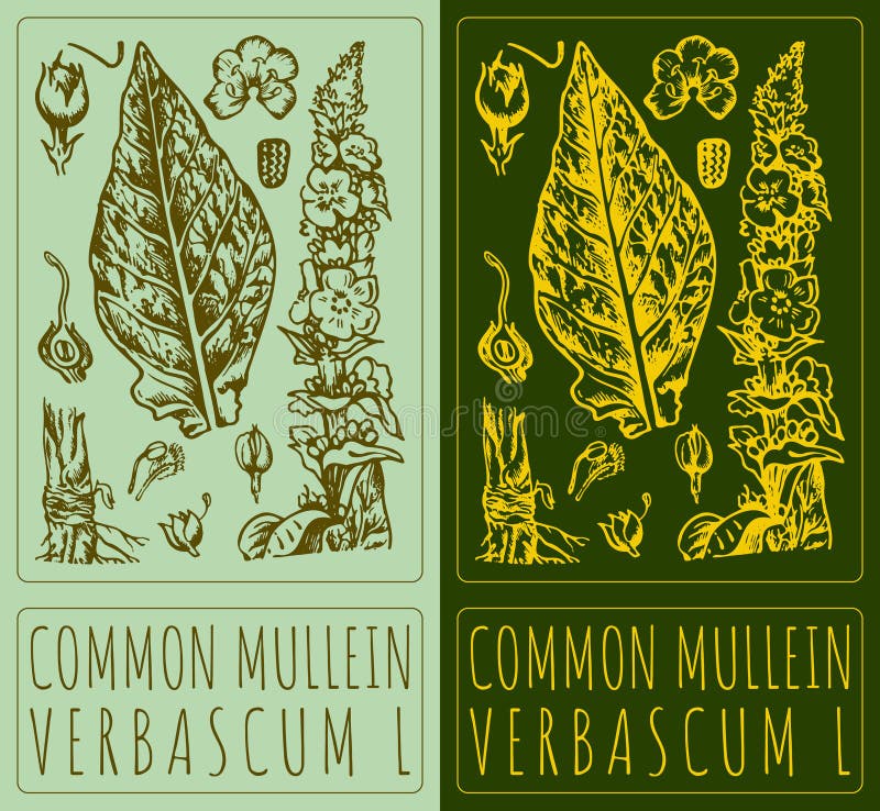 Vector Drawing COMMON MULLEIN . Hand Drawn Illustration Stock Image ...