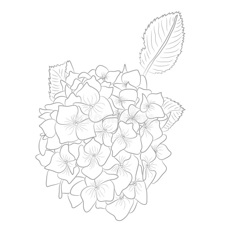Vector Drawing of Outline Hydrangea or Hortensia Flower Bunch and ...