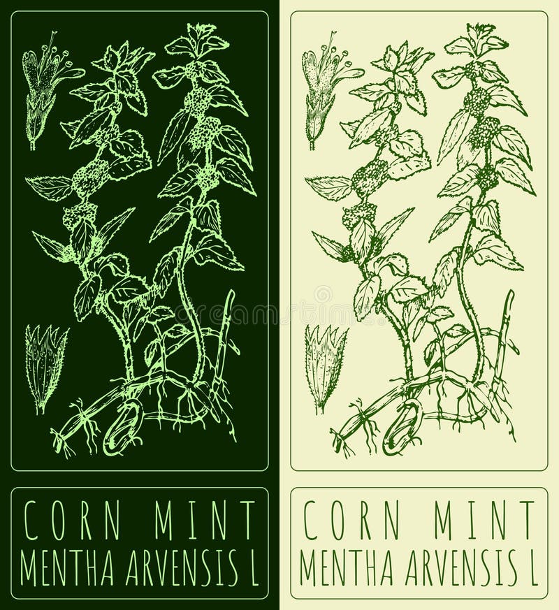 Vector Drawing CORN MINT. Hand Drawn Illustration Stock Vector ...