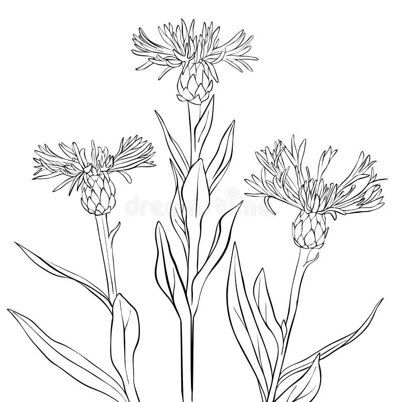 Bluets Botanical Illustration. Knapweed Flower Stock Illustration ...