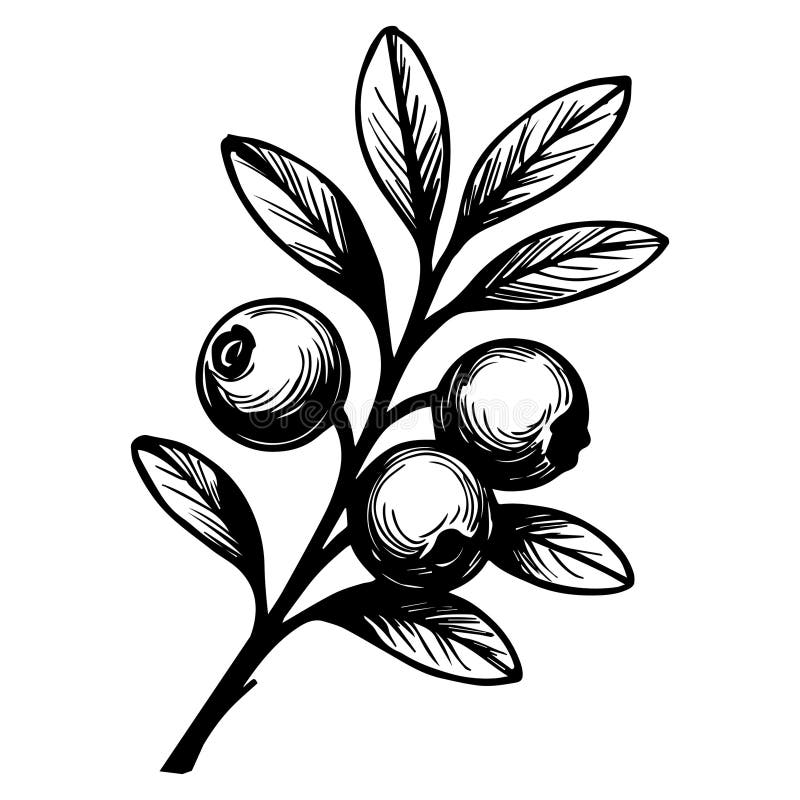 Vector Drawing of Cranberries. Sketch of a Branch of Berries Hand ...