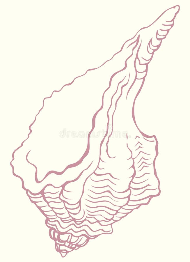 Cowry Shell Stock Illustrations – 75 Cowry Shell Stock Illustrations ...