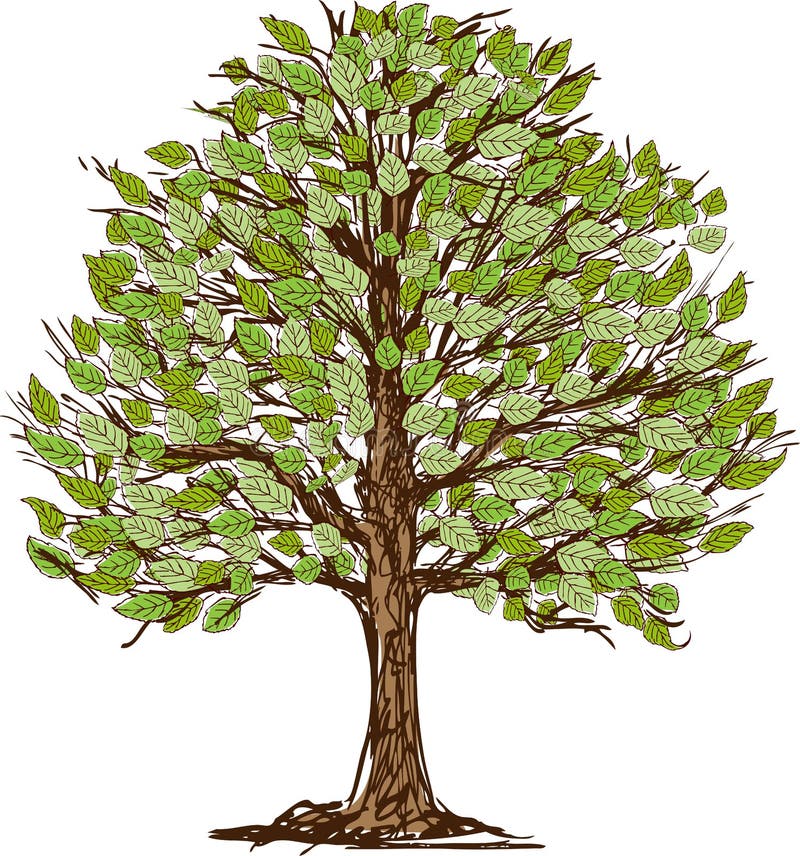 Vector Drawing of Deciduous Tree in Summer Stock Vector - Illustration ...