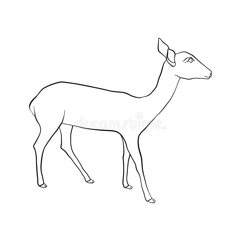 Doe Stock Illustrations – 3,236 Doe Stock Illustrations, Vectors ...