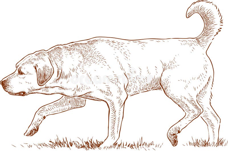 Retriever is hunting stock vector. Illustration of hound - 103875149