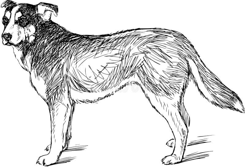 Sketch of a watching dog stock vector. Illustration of animal - 113869611