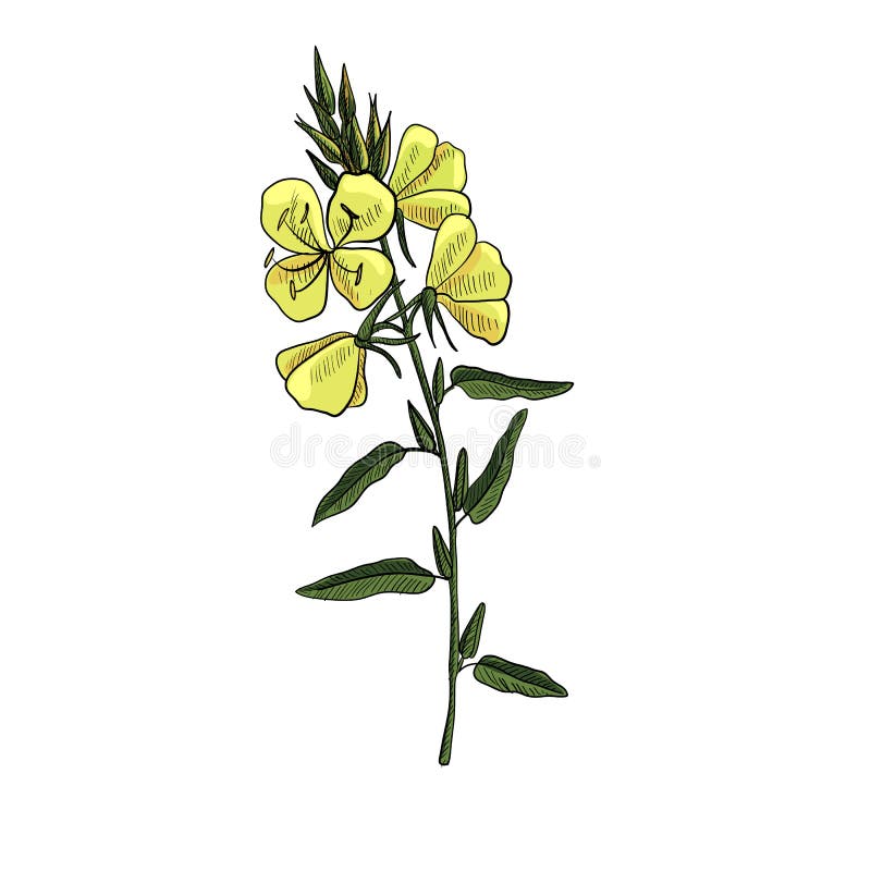 Vector Drawing Evening Primrose Stock Illustration - Illustration of ...