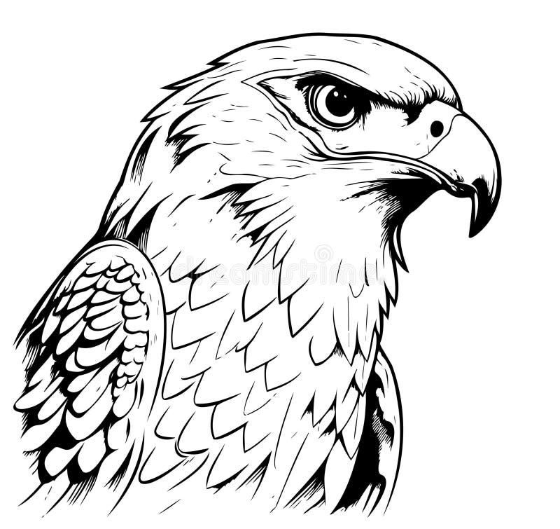Vector Drawing of a Falcon Head on a White Background Wild Birds Stock ...