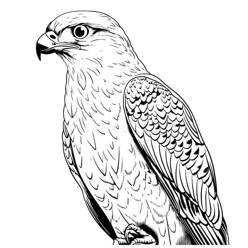 Vector Drawing of a Falcon Head on a White Background Wild Birds Stock ...