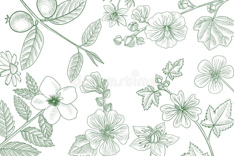 Template Phytotherapy Stock Illustrations – 245 Template Phytotherapy ...