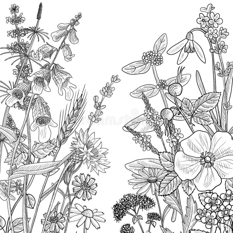 Template Phytotherapy Stock Illustrations – 255 Template Phytotherapy ...