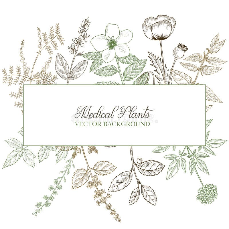 Template Phytotherapy Stock Illustrations – 255 Template Phytotherapy ...