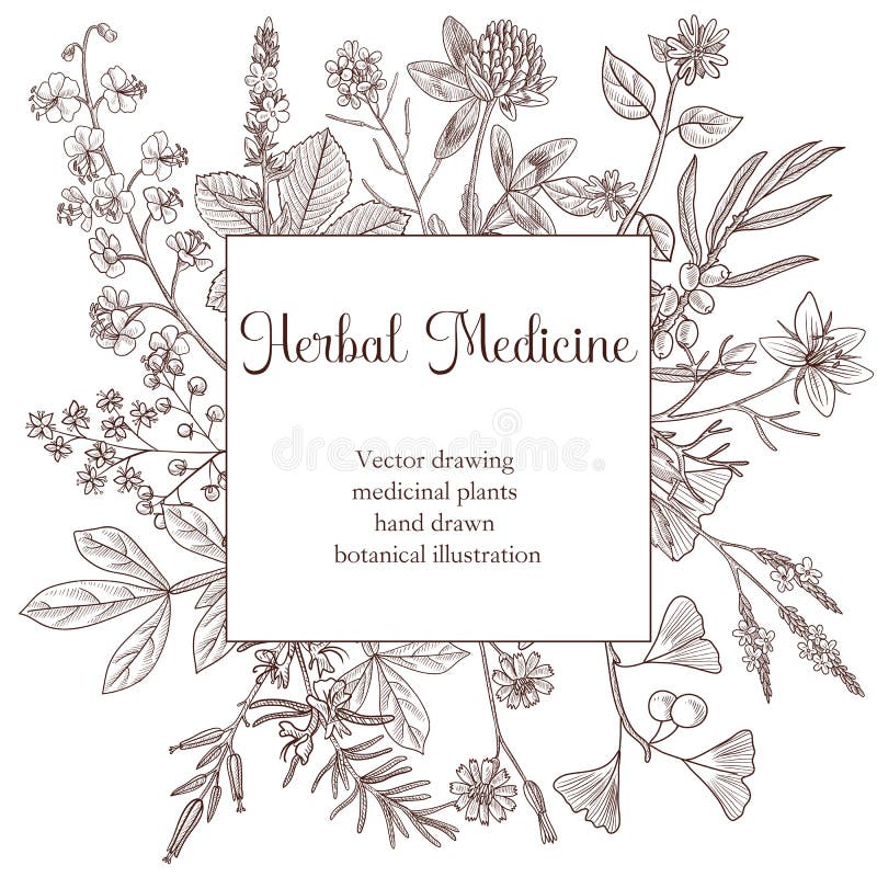Template Phytotherapy Stock Illustrations – 255 Template Phytotherapy ...