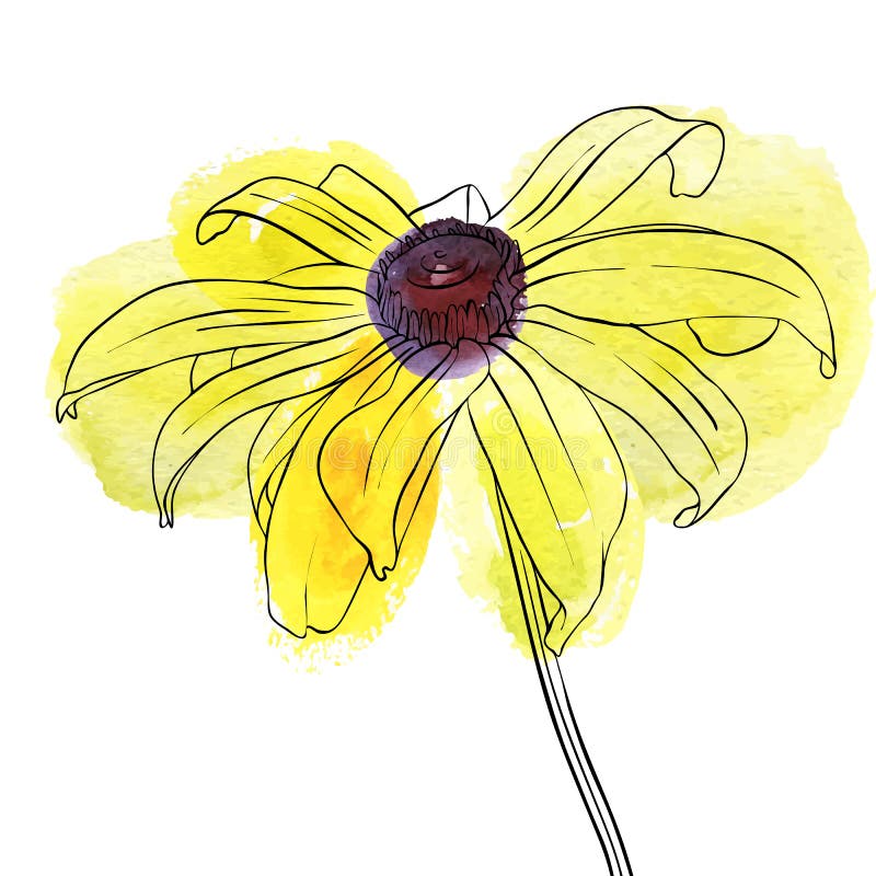 Rudbeckia Sketch Stock Illustrations – 194 Rudbeckia Sketch Stock ...