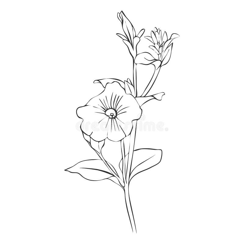 Vector drawing flower stock vector. Illustration of flower - 102622091