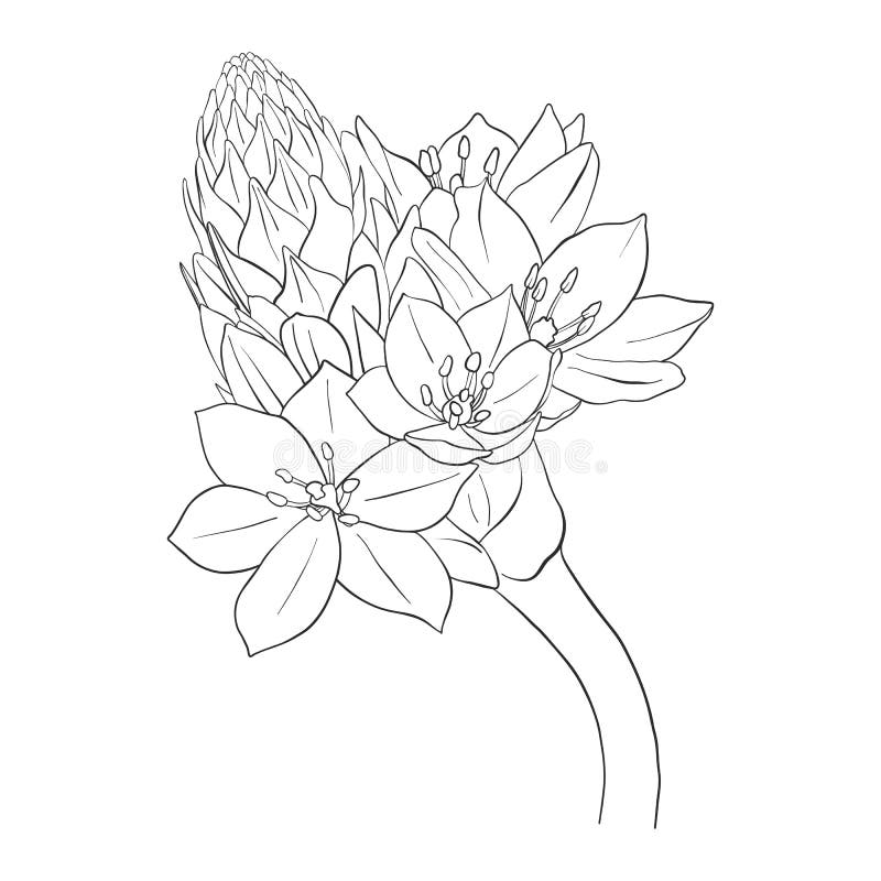 Vector drawing flower stock vector. Illustration of isolated - 106669573
