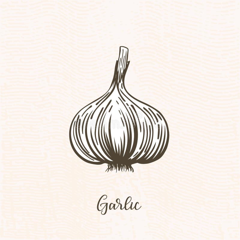 Vector drawing of garlic stock vector. Illustration of vegetarian ...