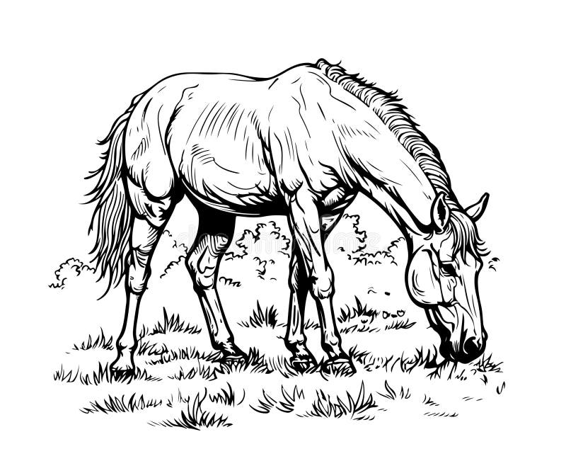 Vector Drawing of a Grazing Horse Stock Vector - Illustration of ...