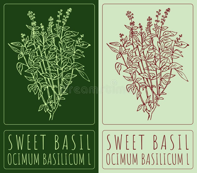 Vector Drawing GREAT BASIL. Hand Drawn Illustration Stock Vector ...