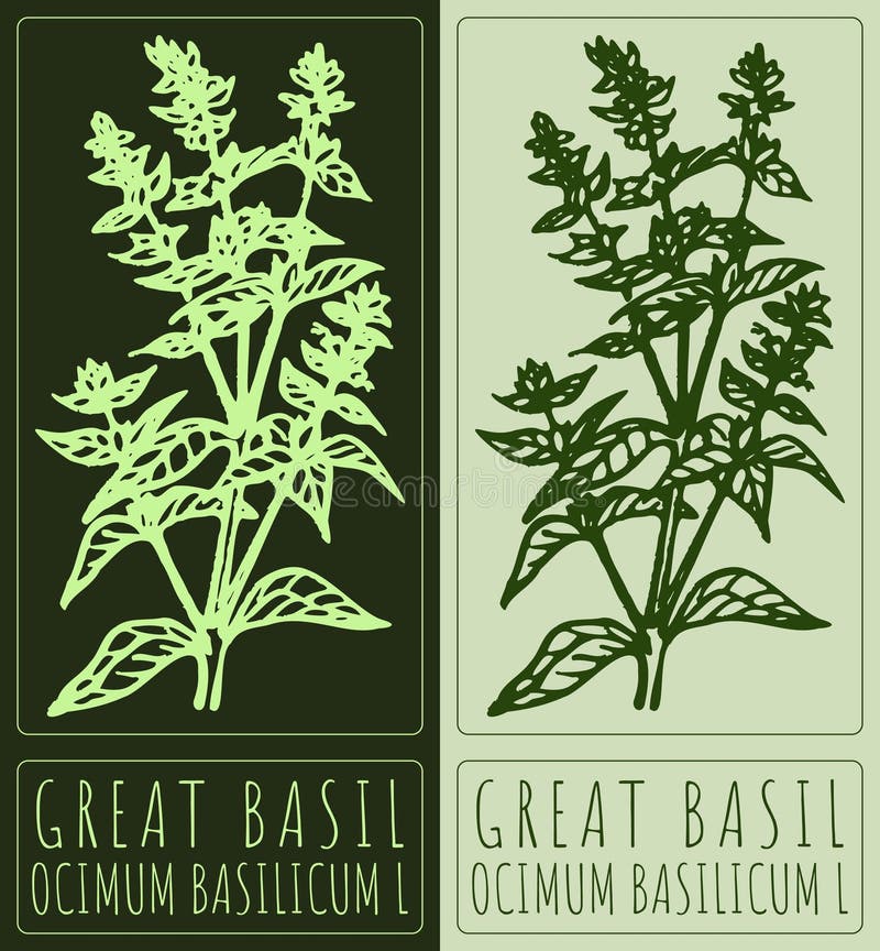 Tulsi Drawing Stock Illustrations – 55 Tulsi Drawing Stock ...