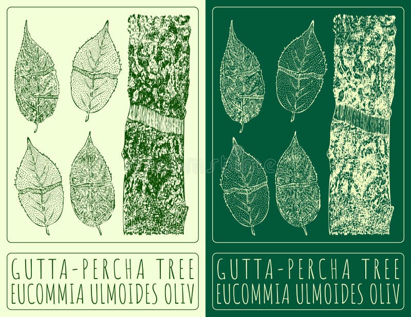 Percha Tree Stock Illustrations – 5 Percha Tree Stock Illustrations ...