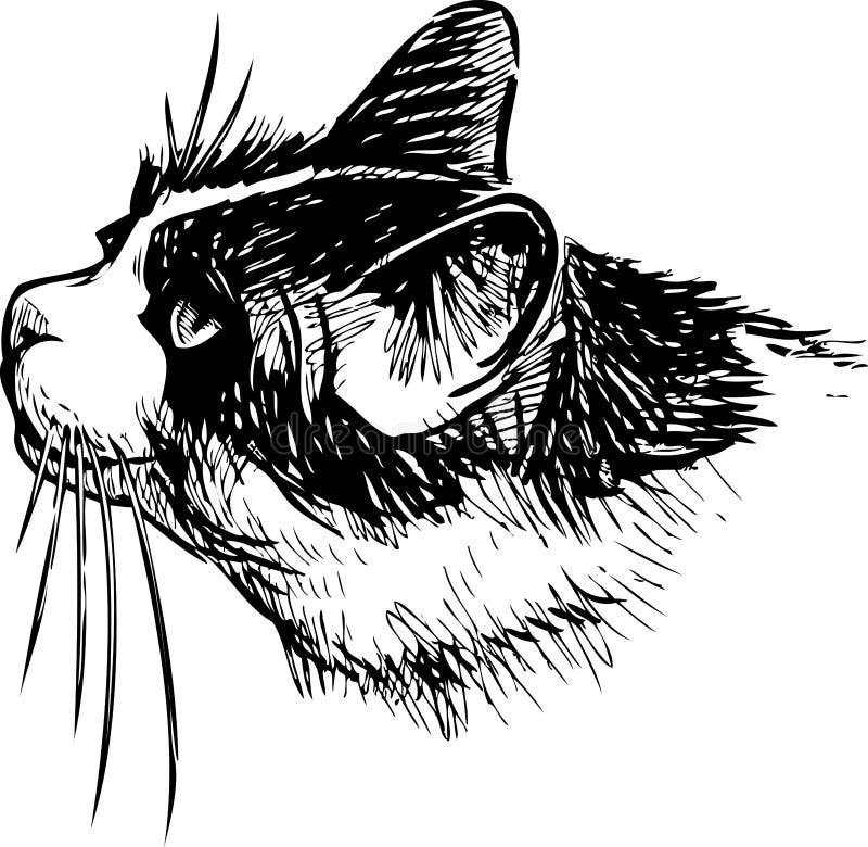 The Head of a Spotted Domestic Cat Stock Vector - Illustration of breed ...