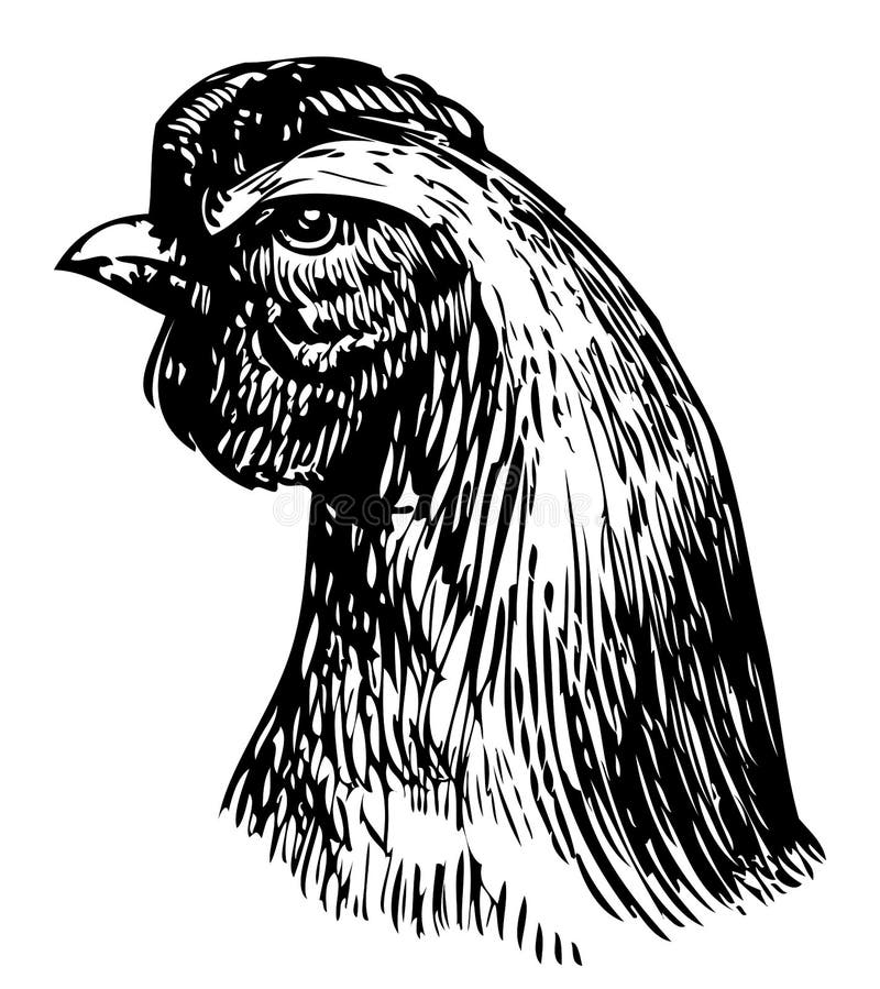 Vector Drawing of Head Young Hen Stock Vector - Illustration of ...