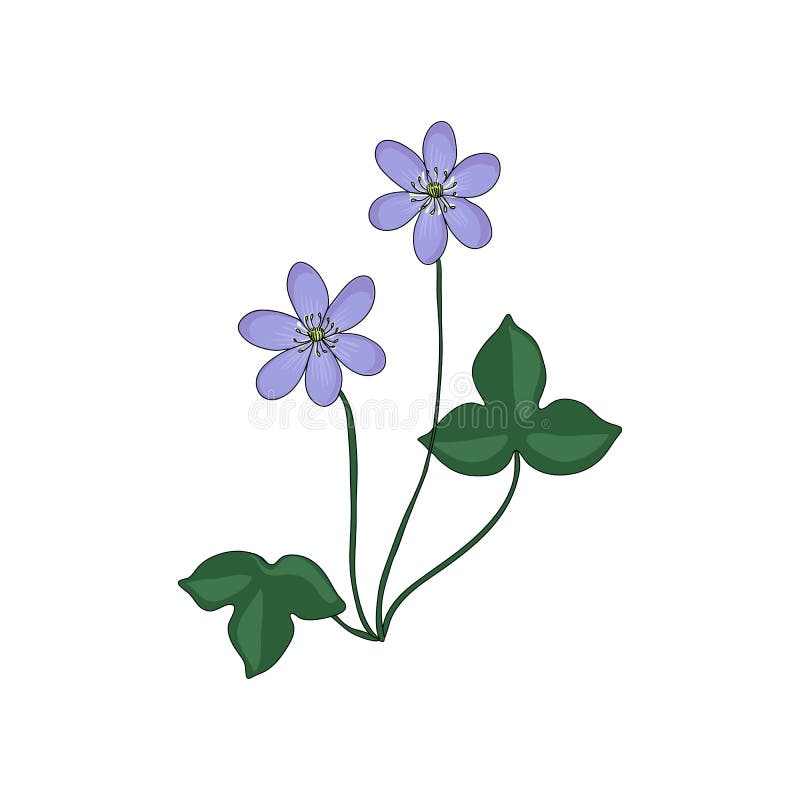 Vector drawing hepatica stock vector. Illustration of forest - 198994855