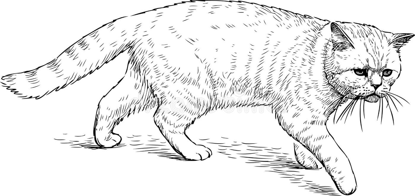 Cat Walking Profile Stock Illustrations 735 Cat Walking Profile Stock Illustrations Vectors